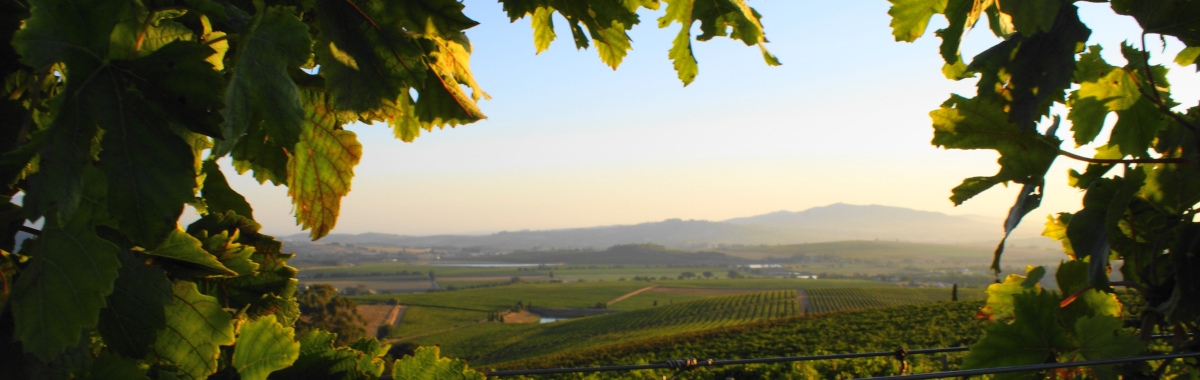 Bottelary Hills | Simon Wine Emporium